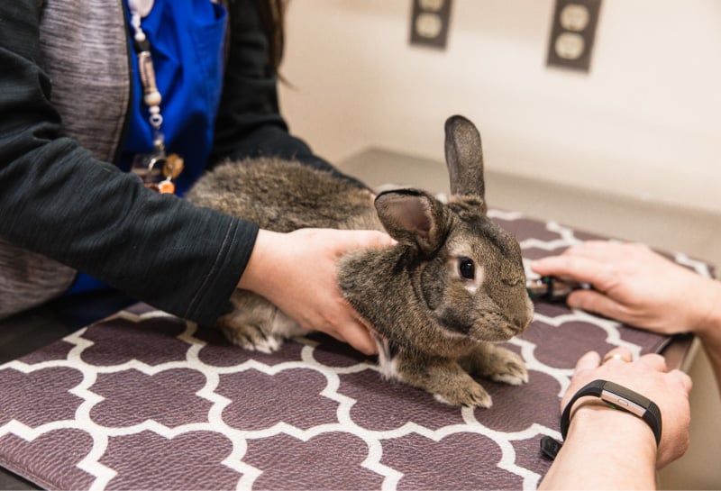 Small Mammal Vet & Pocket Pet Vet in Virginia Beach